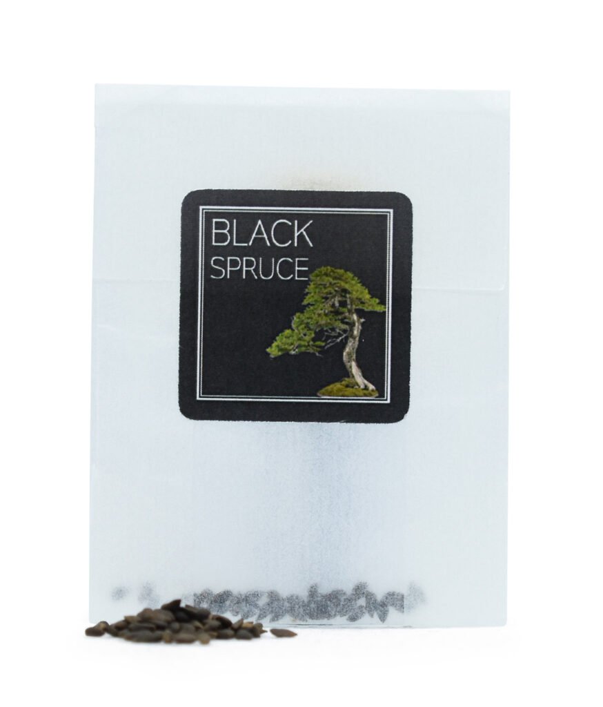 Black Spruce Seeds – Yugen Bonsai