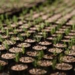 Debunking the Floating Seed Test: Can The Seeds Still Germinate ...